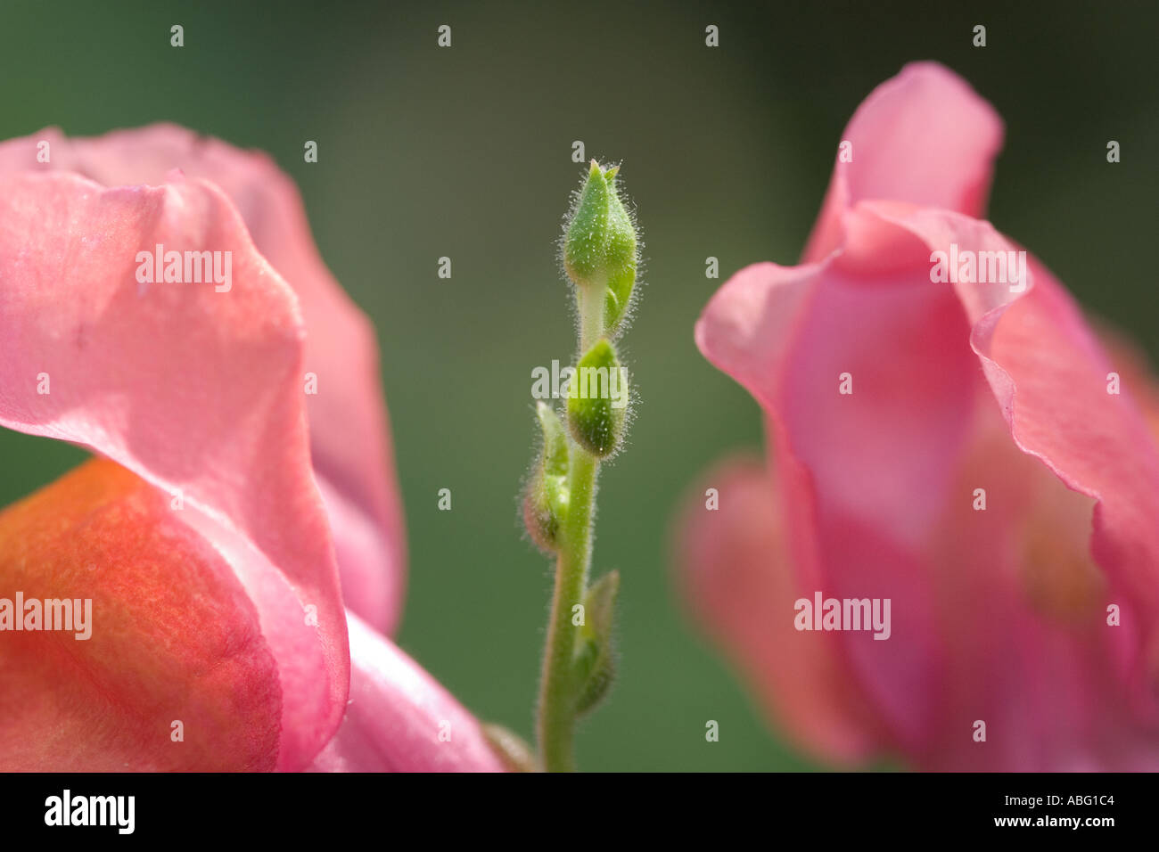 Snapdragon flowers and buds Stock Photo - Alamy