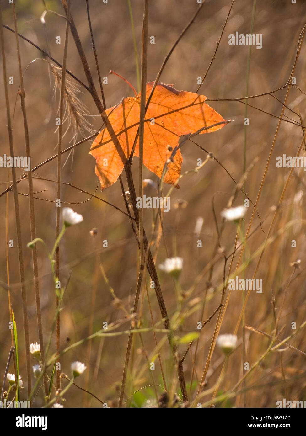 Fallen maple leaf caught in brush Big Woods State Park Minnesota USA ...