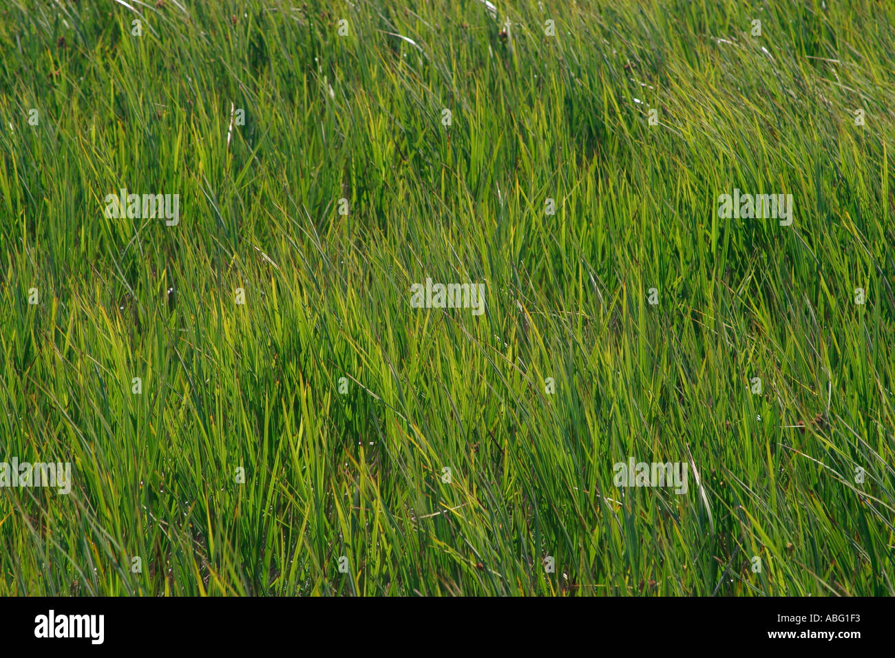 Green wetland grass texture hi-res stock photography and images - Alamy