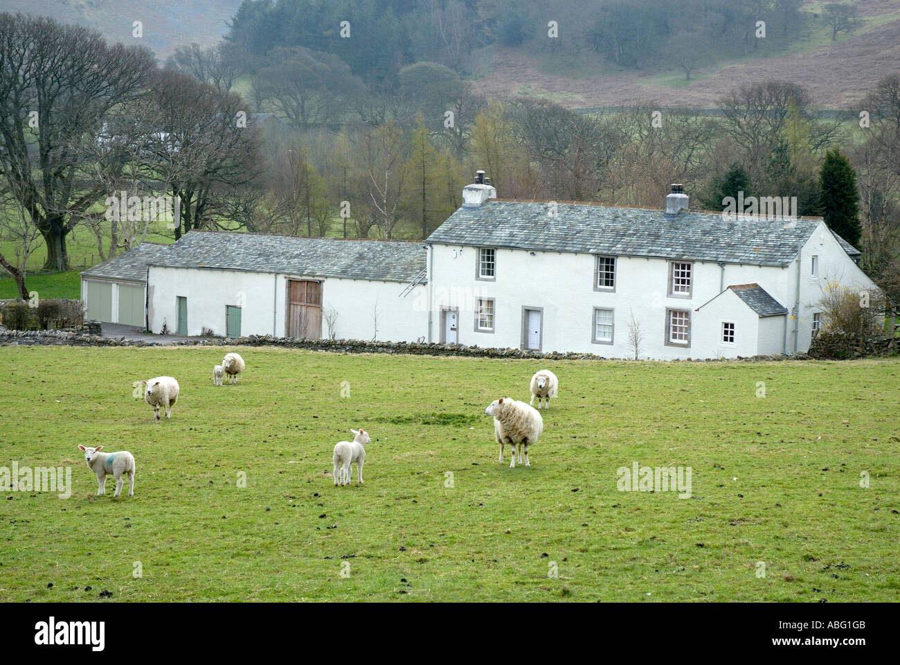 Sheep farming in Cumbria Stock Photo - Alamy