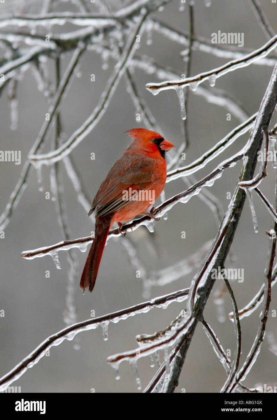 cardinal male ice covered branch Stock Photo - Alamy
