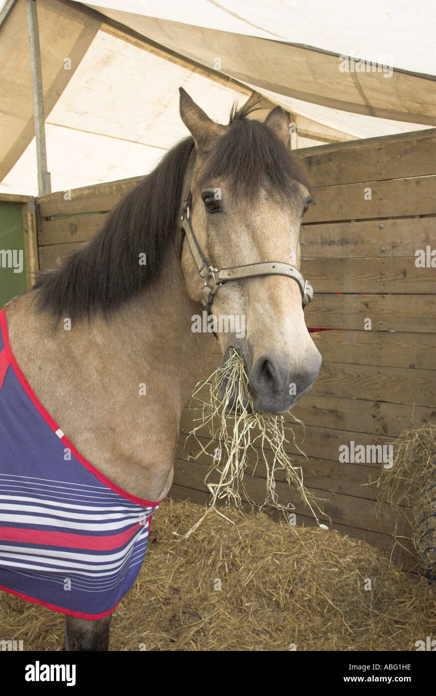 Horse feeding in Stables Stock Photo - Alamy