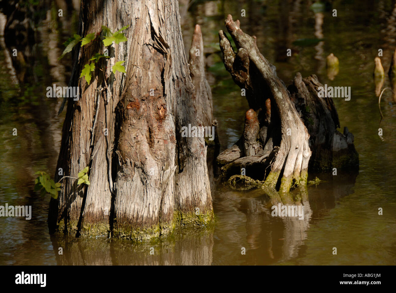 Submerged cyprus tree in Everglades Stock Photo - Alamy