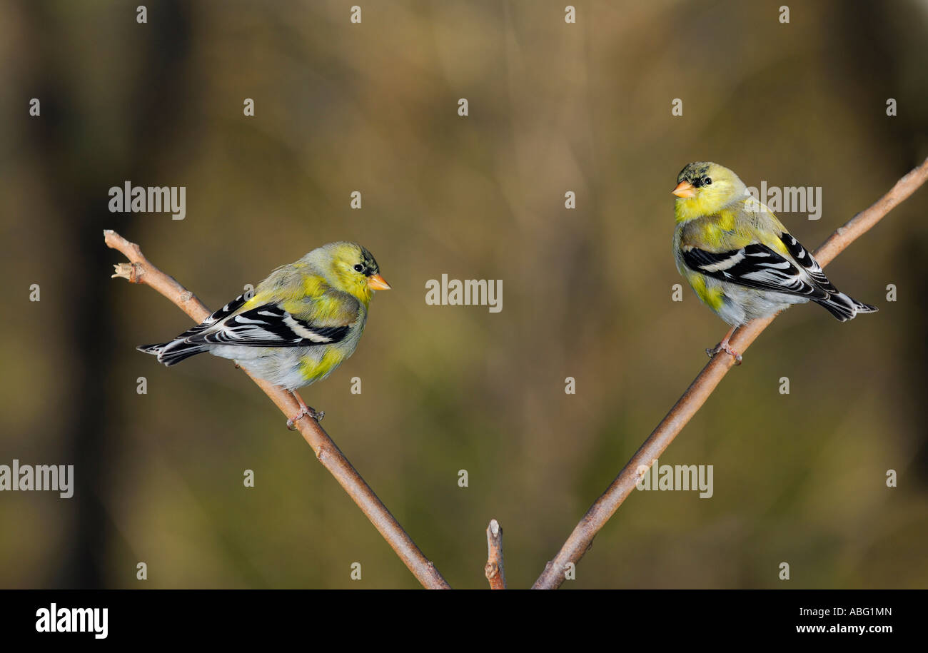Juvenile american goldfinch hi-res stock photography and images - Alamy