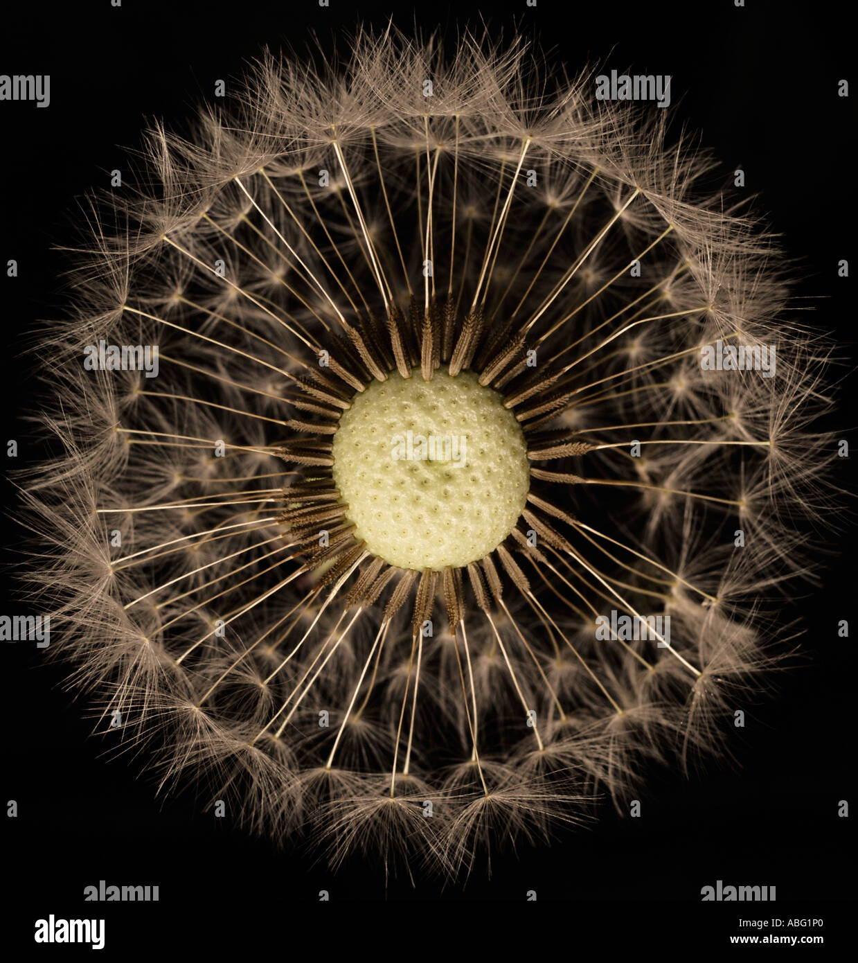 Hooked seeds hi-res stock photography and images - Alamy