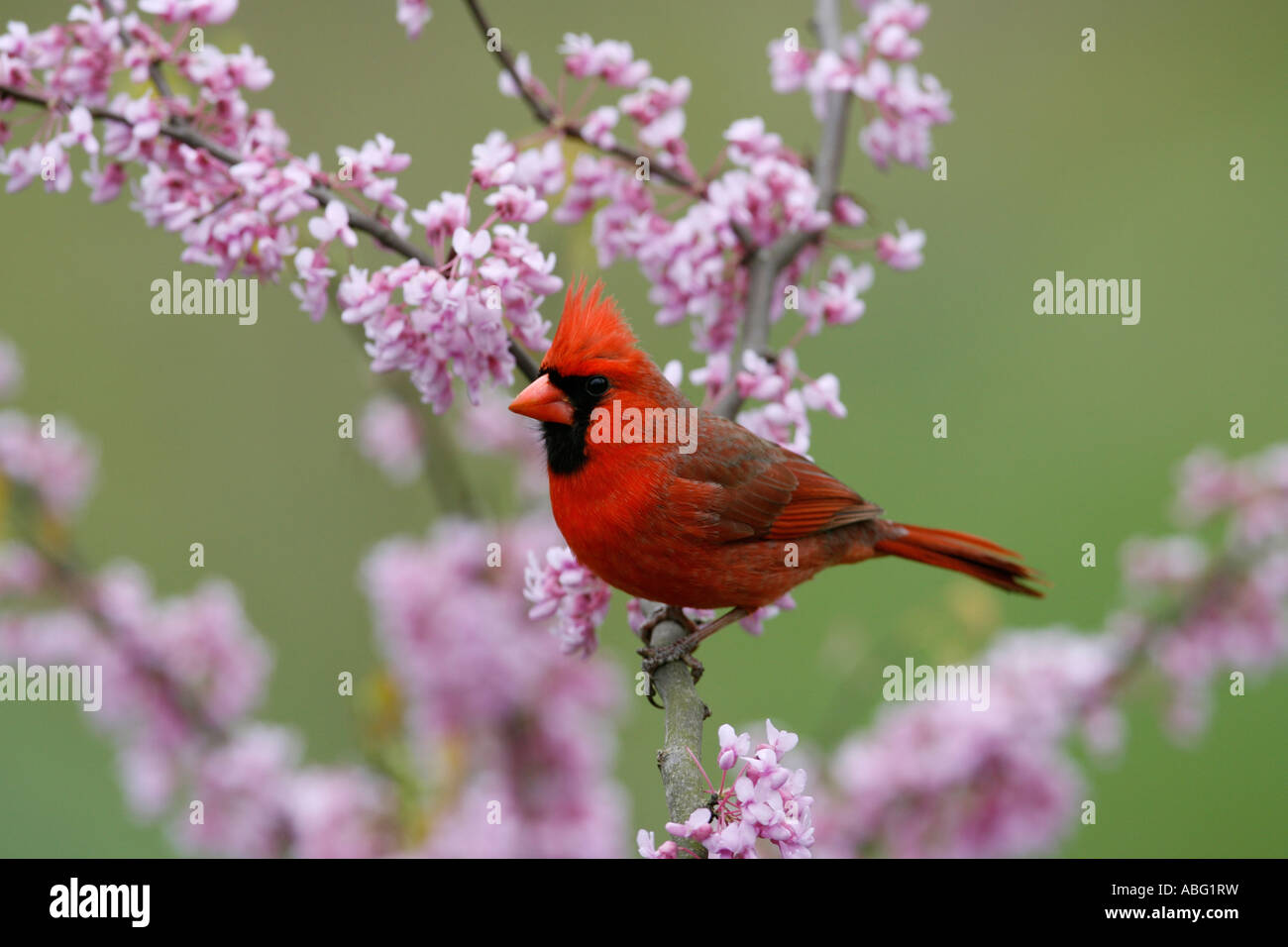 Cardinal in spring hi-res stock photography and images - Alamy