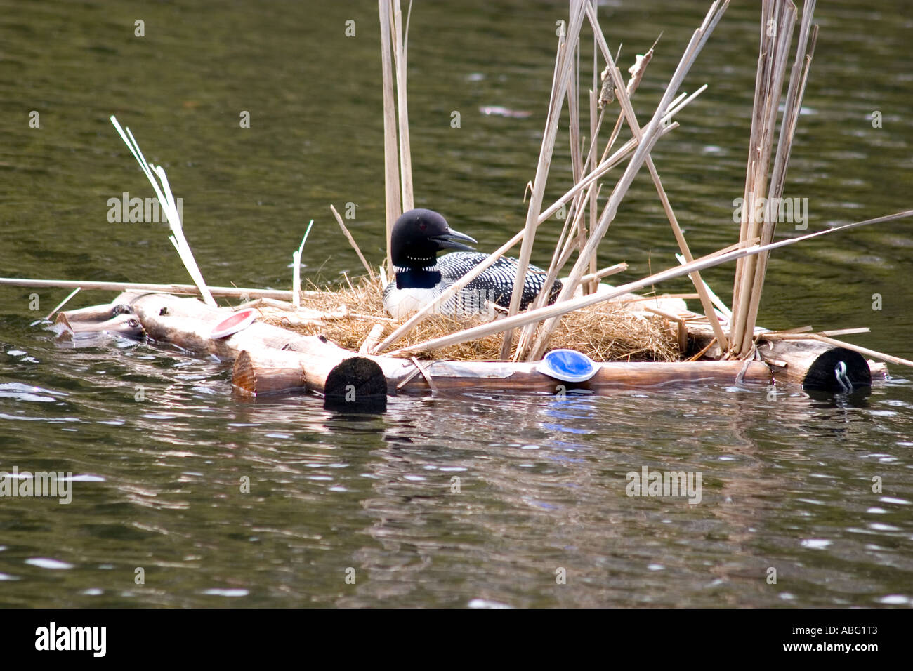 Loon (state bird) on floating nest built by conservationists. Nisswa ...