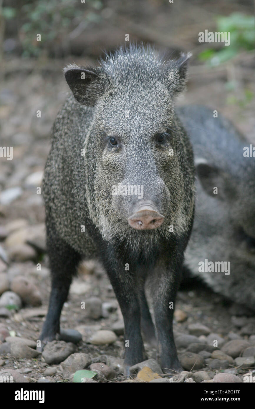 Javalina javelina collared peccary Laguna Atascosa NWR texas Stock ...