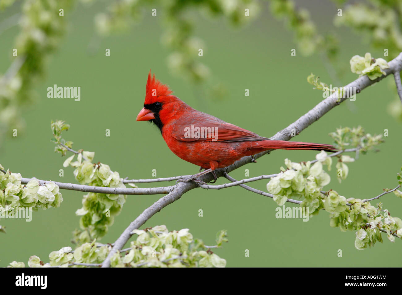 Male Northern Cardinal in Elm Tree Stock Photo - Alamy