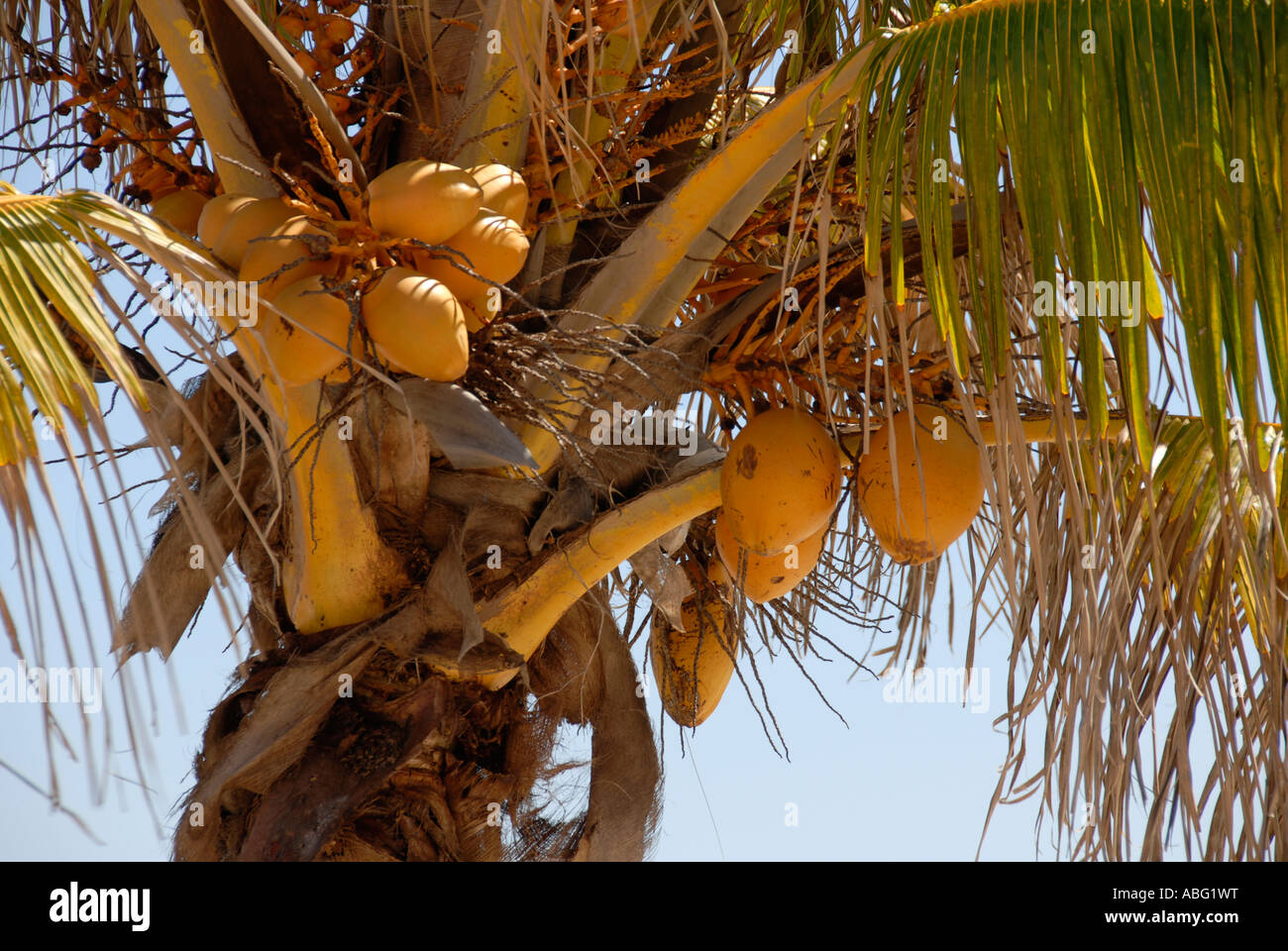 Cocos palm grove hi-res stock photography and images - Alamy