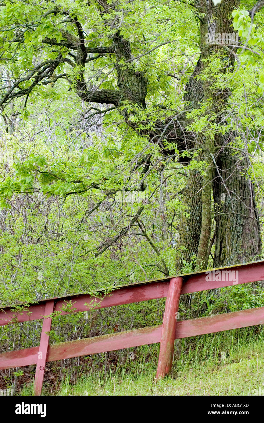 An old oak tree standing behind the fence. Clitherall Minnesota MN USA ...