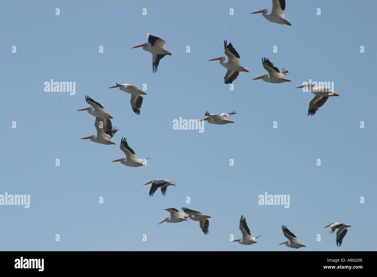 American white pelicans formation hi-res stock photography and images ...