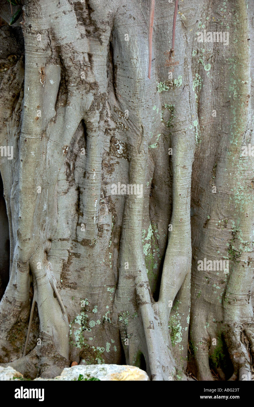 Fig tree trunk Stock Photo - Alamy