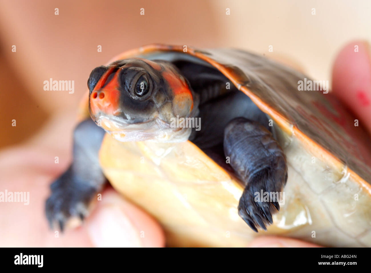 Red Nosed Turtle Stock Photo - Alamy