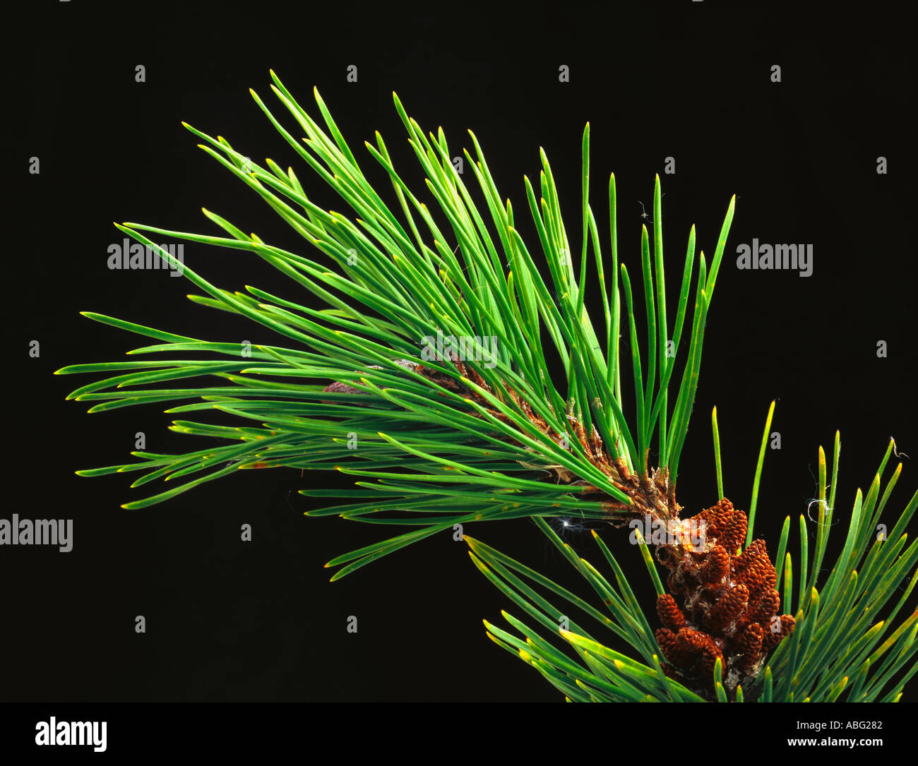 detail of pine tree branch pine cone Stock Photo - Alamy