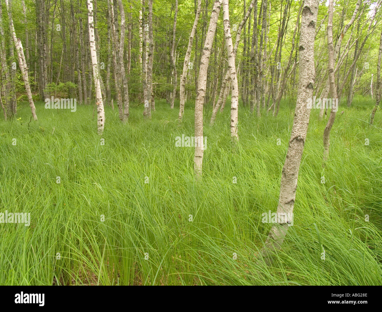 Birch trees and sedges Acadia National Park Maine USA Stock Photo - Alamy
