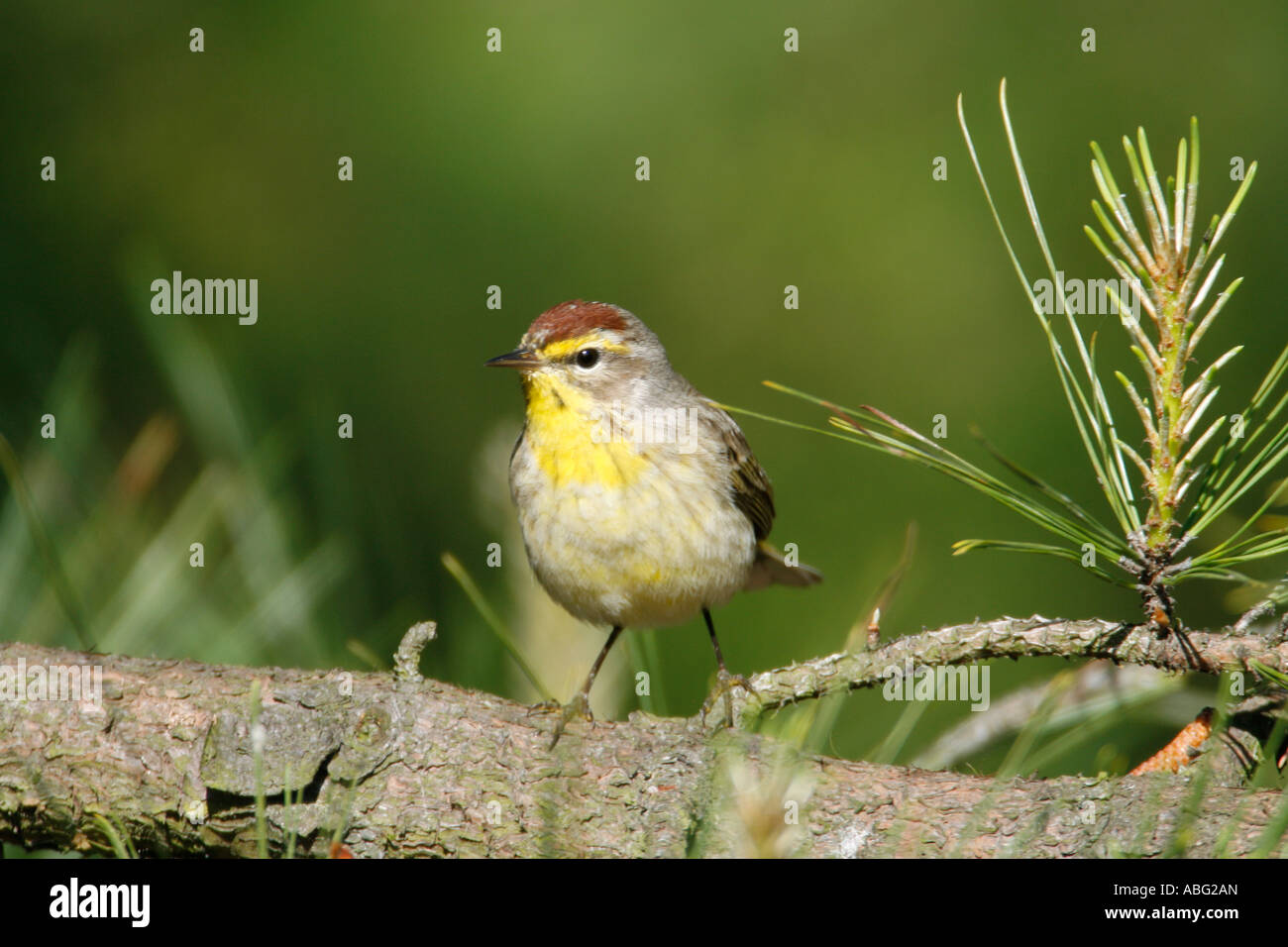 Palm warbler hi-res stock photography and images - Alamy