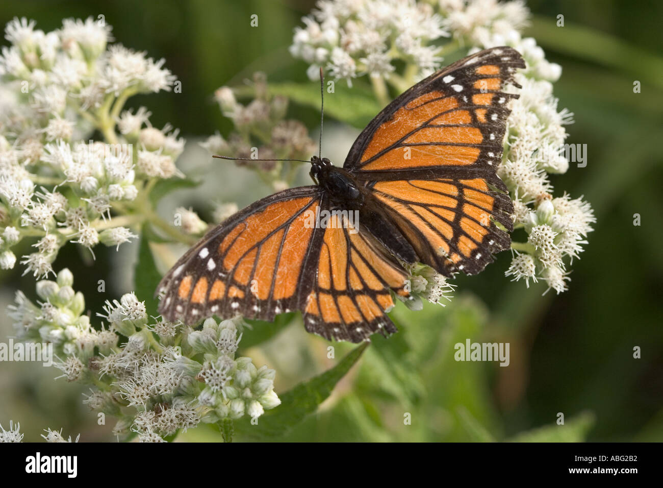 Viceroy butterfly Limenitis archippus Illinois Beach State Park ...