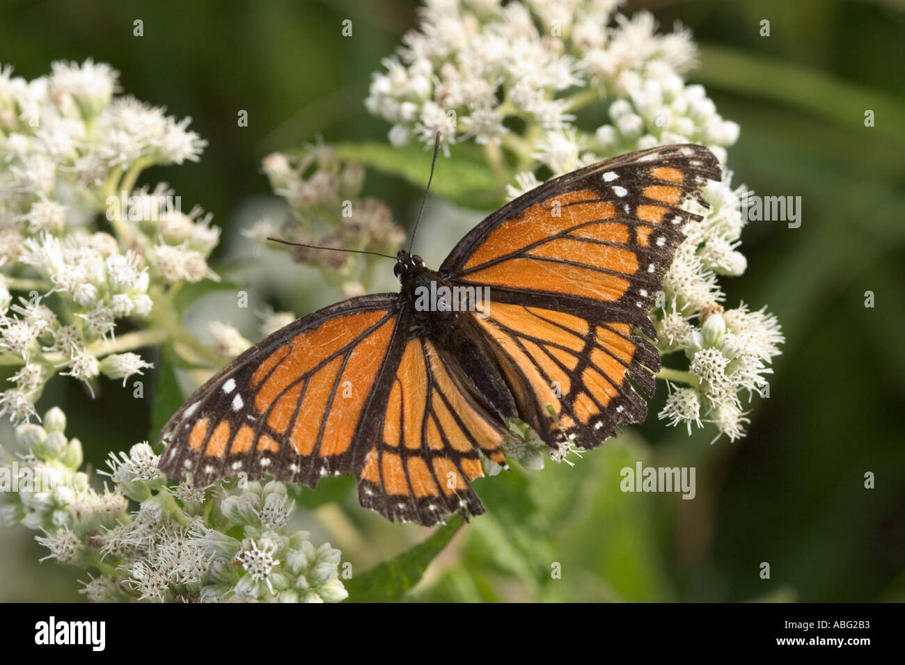 Viceroy butterfly Limenitis archippus Illinois Beach State Park ...