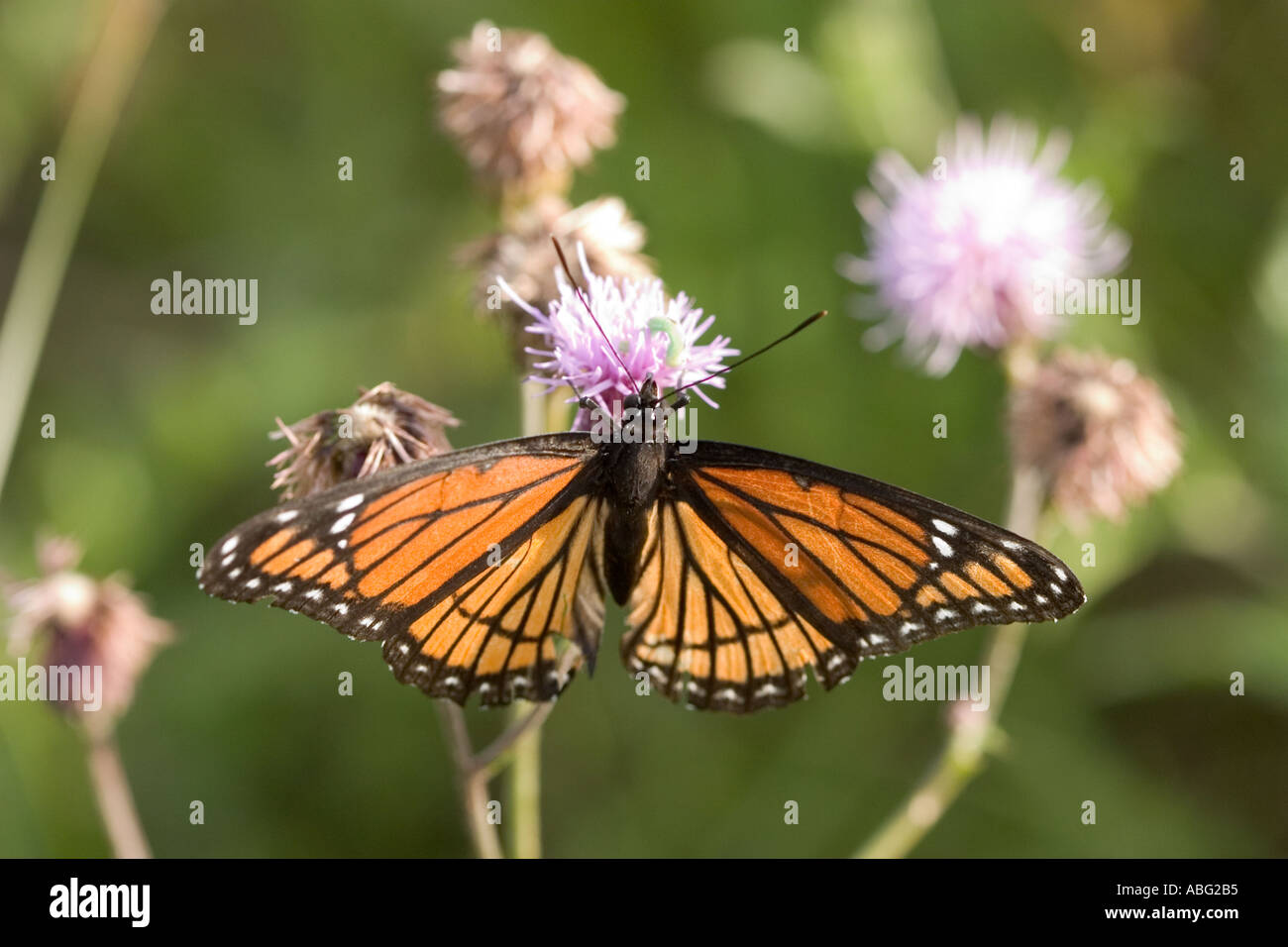 Viceroy butterfly Limenitis archippus Illinois Beach State Park ...