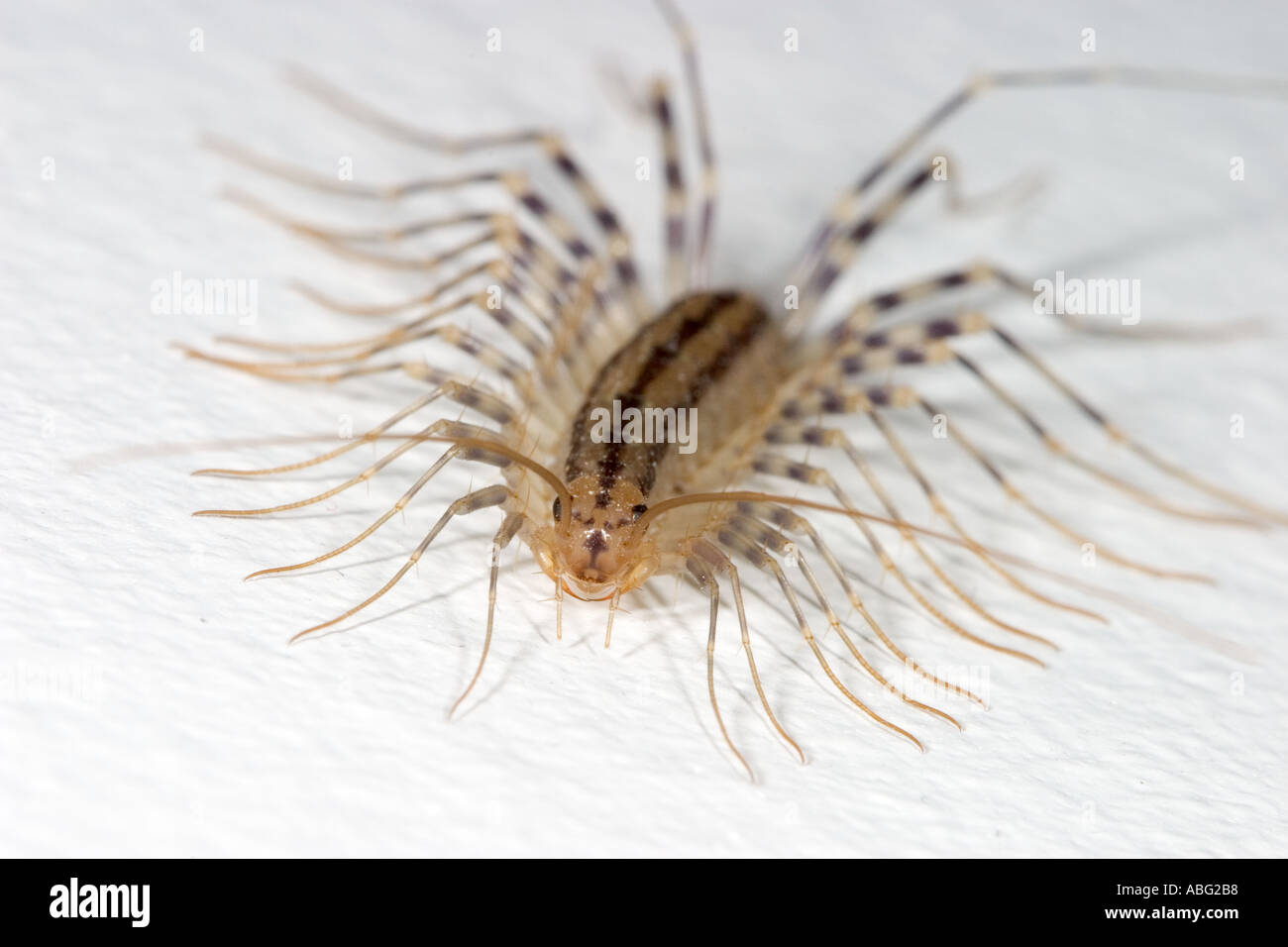 House centipede Scutigera coleoptrata Stock Photo - Alamy