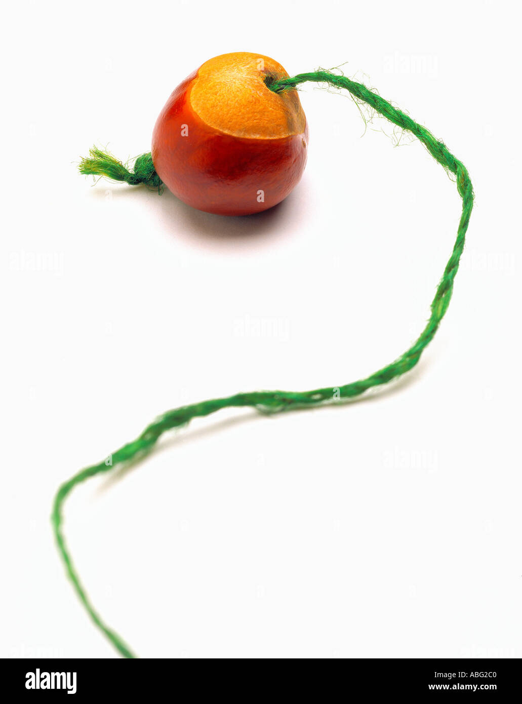 conker on string on white background Stock Photo - Alamy