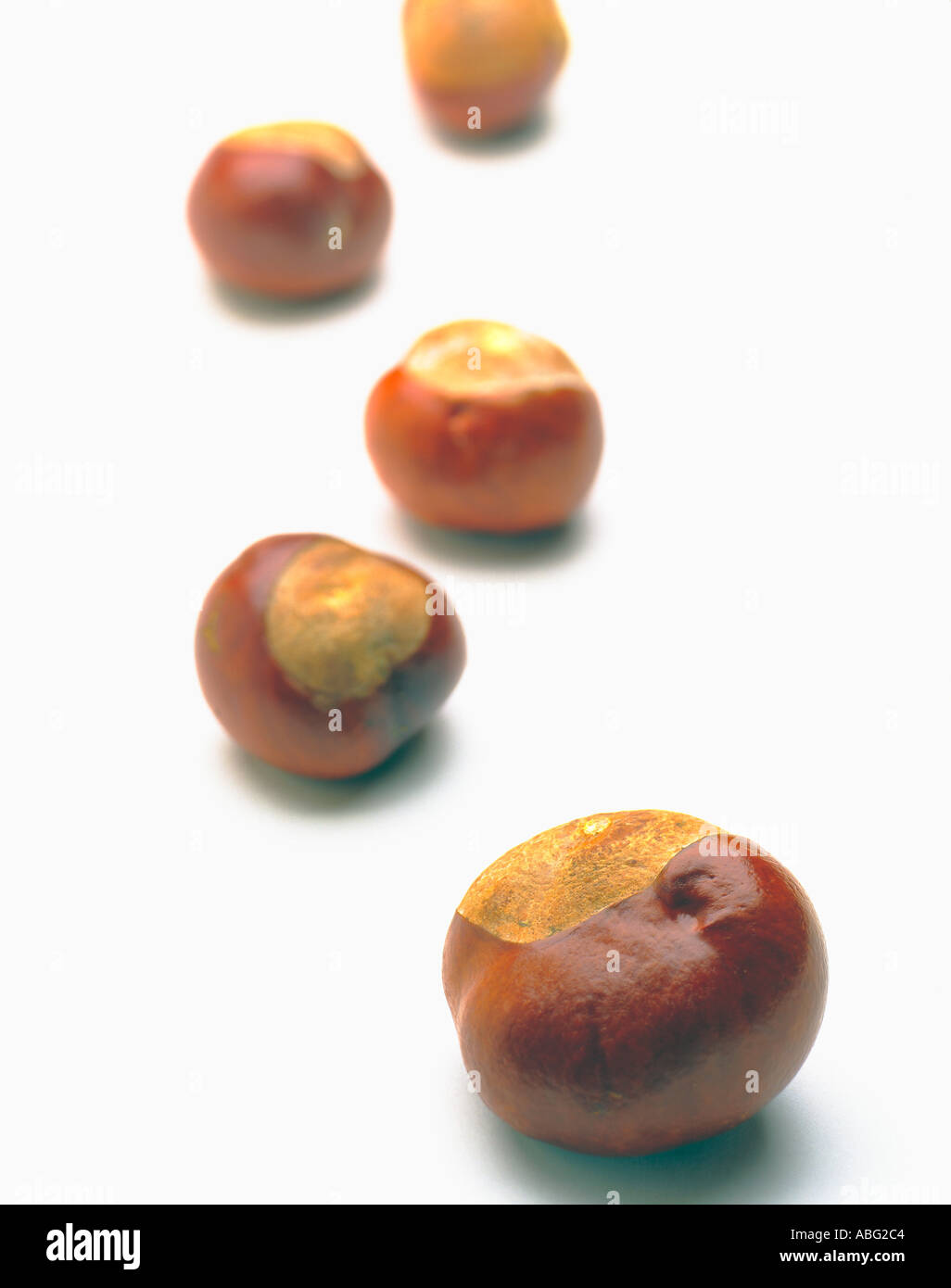 conkers in line on white background autumn Stock Photo - Alamy