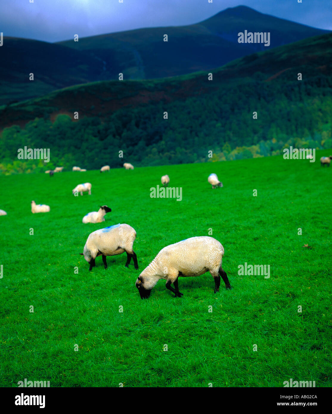 Cumbrian sheep hi-res stock photography and images - Alamy