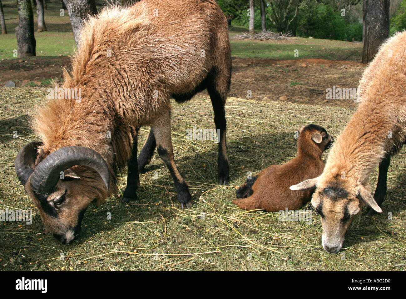Couple male female sheep hi-res stock photography and images - Alamy