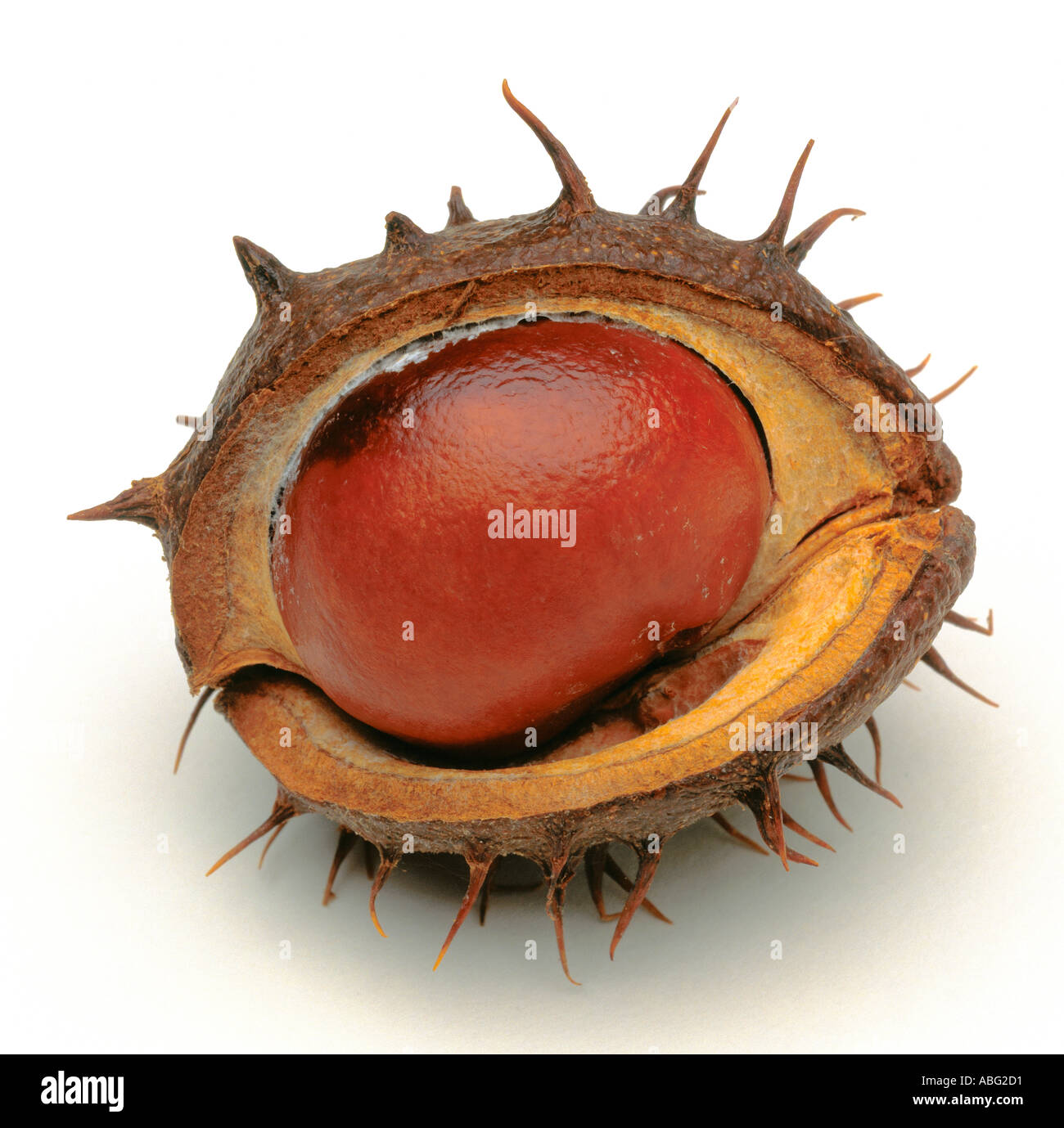 conker close up white background single one 1 Stock Photo - Alamy