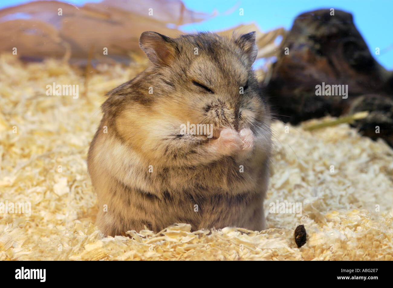 Snuff nose hi-res stock photography and images - Alamy