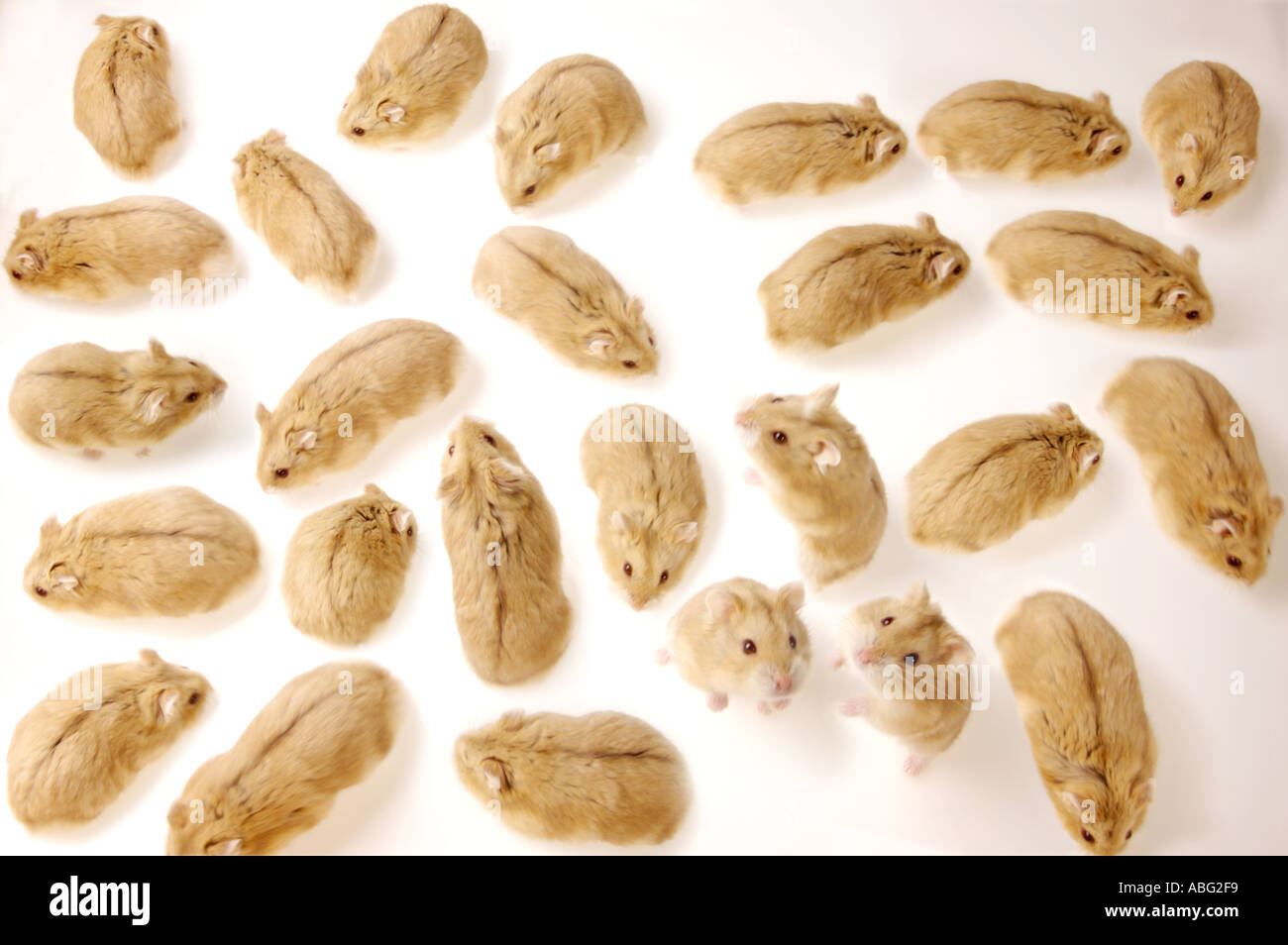 ALL MY HAMSTERS multi much many a lot of hundreds mass masses Stock ...