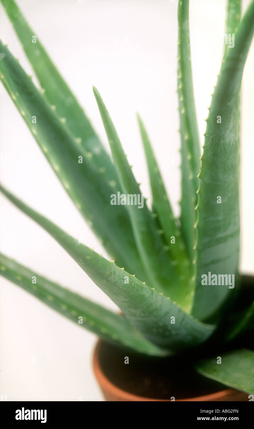 ALOE VERA PLANT GREEN CLOSEUP Stock Photo - Alamy