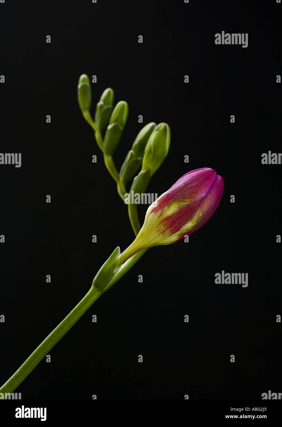 Flower stem with pink bud ready to open and five green buds isolated on ...