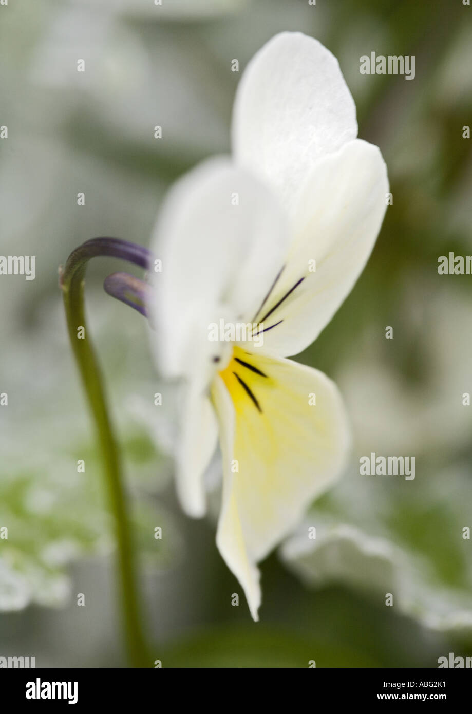 White and yellow Field Pansy in lancashire england uk Stock Photo - Alamy