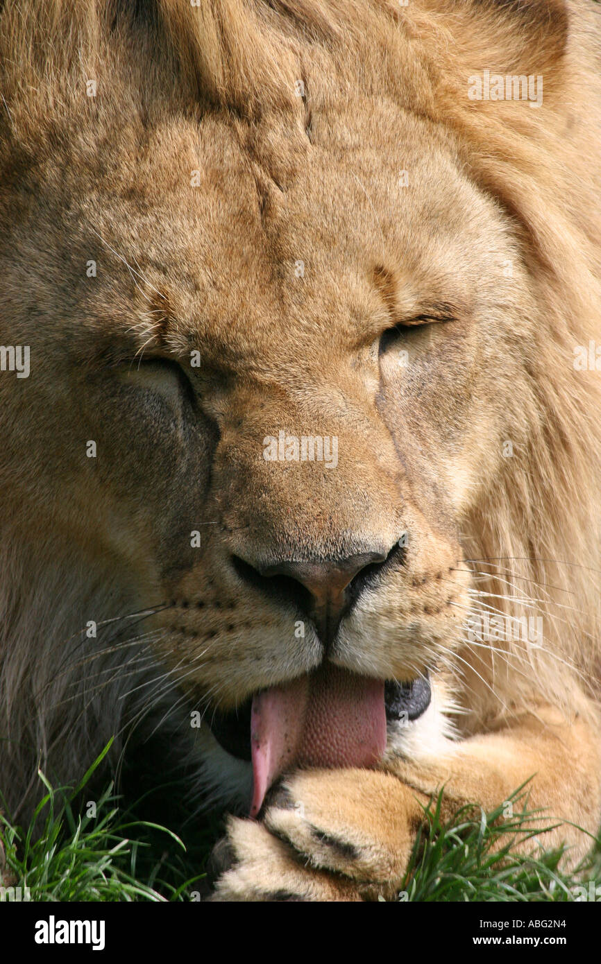 Young lion fur pattern hi-res stock photography and images - Alamy