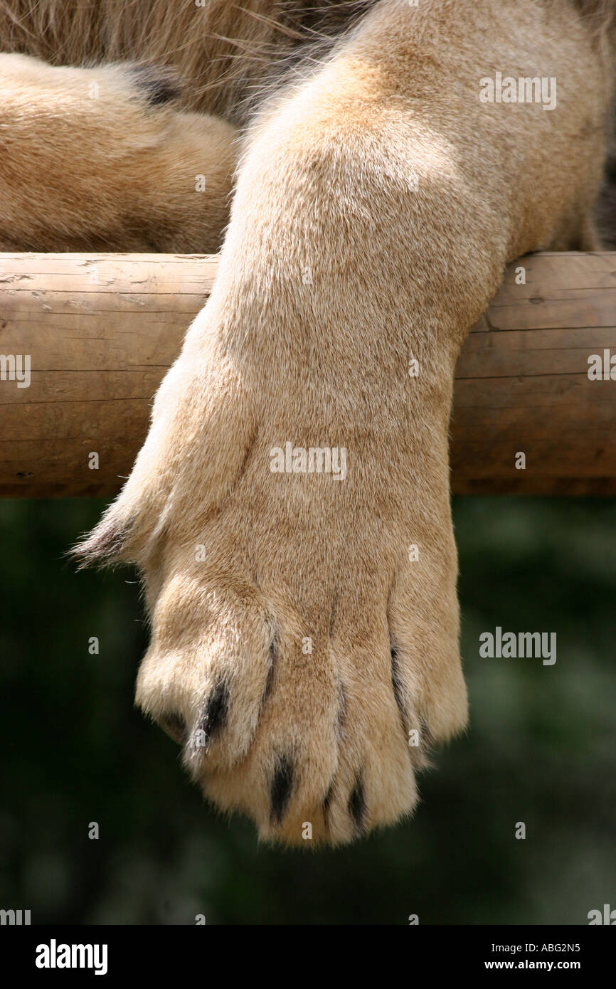 Lion Claws Close Up Stock Photos & Lion Claws Close Up Stock Images - Alamy