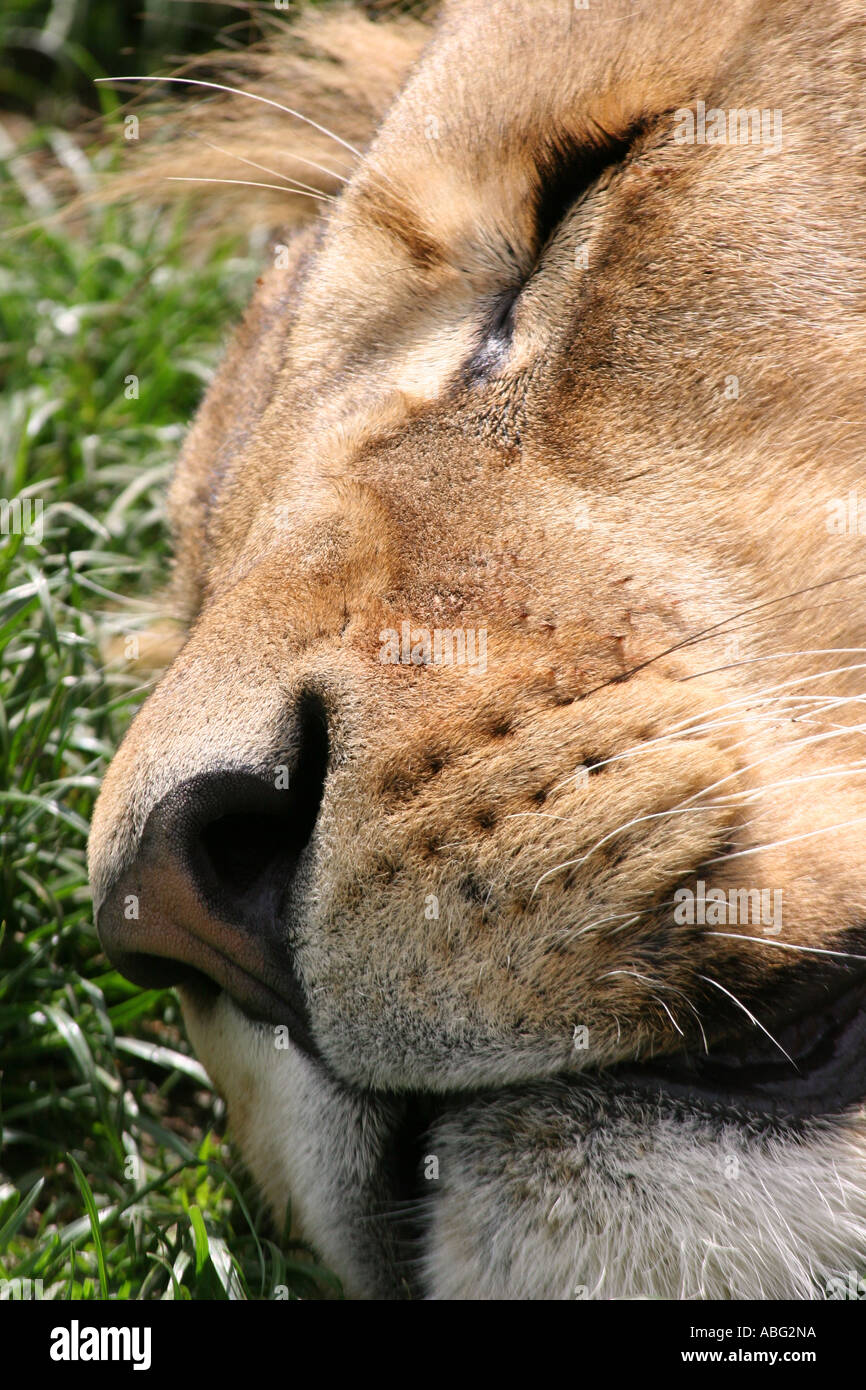 Young lion fur pattern hi-res stock photography and images - Alamy