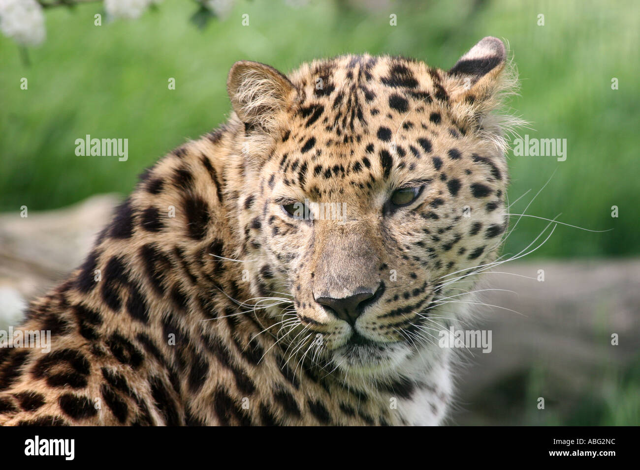 Amur Leopard Panthera pardus orientalis Stock Photo - Alamy