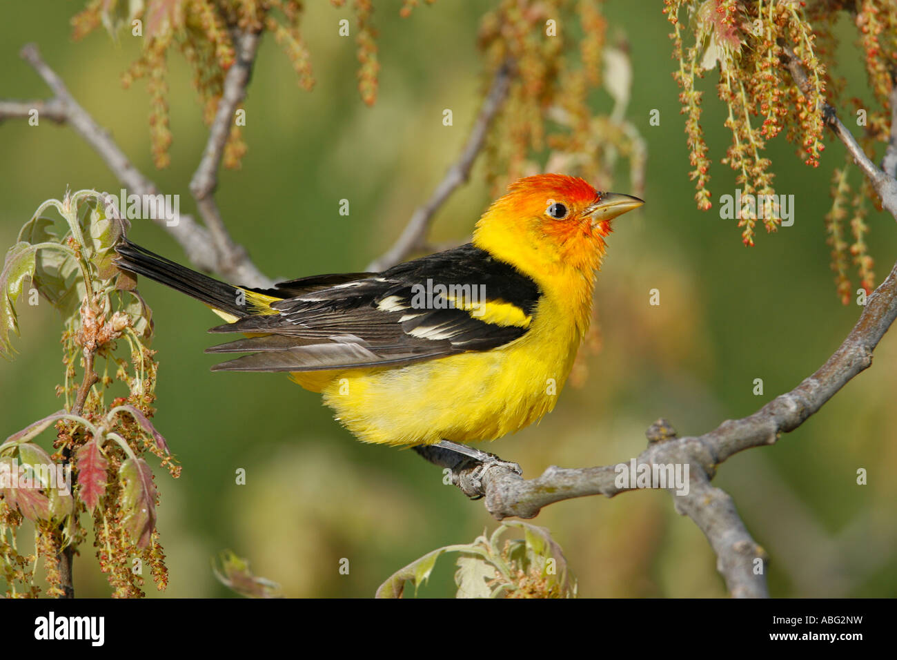 Western Tanager in Oak Tree Stock Photo - Alamy