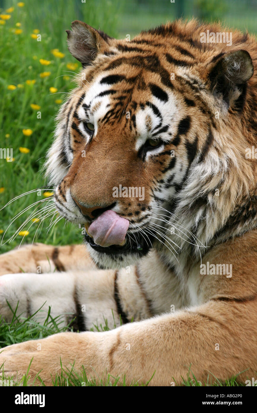 Siberian Tiger Panthera tigris altaica Stock Photo - Alamy