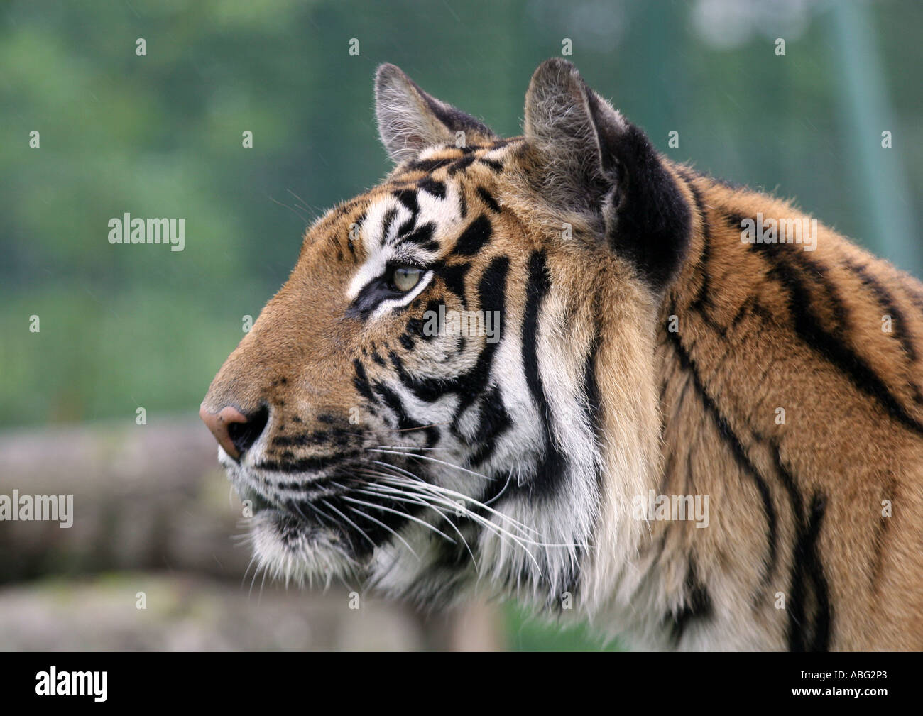 Hybrid Tiger Panthera tigris Stock Photo - Alamy
