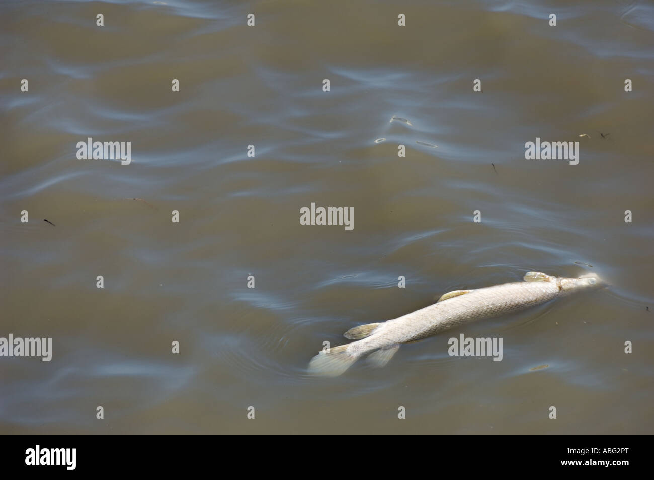 Poor water quality fish hi-res stock photography and images - Alamy