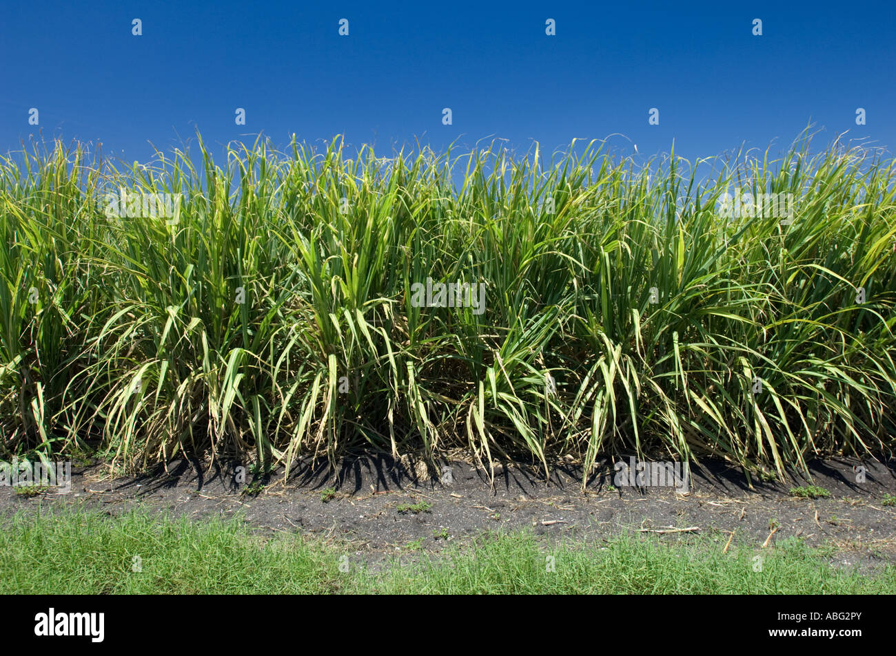 Sugarcane plant hi-res stock photography and images - Alamy