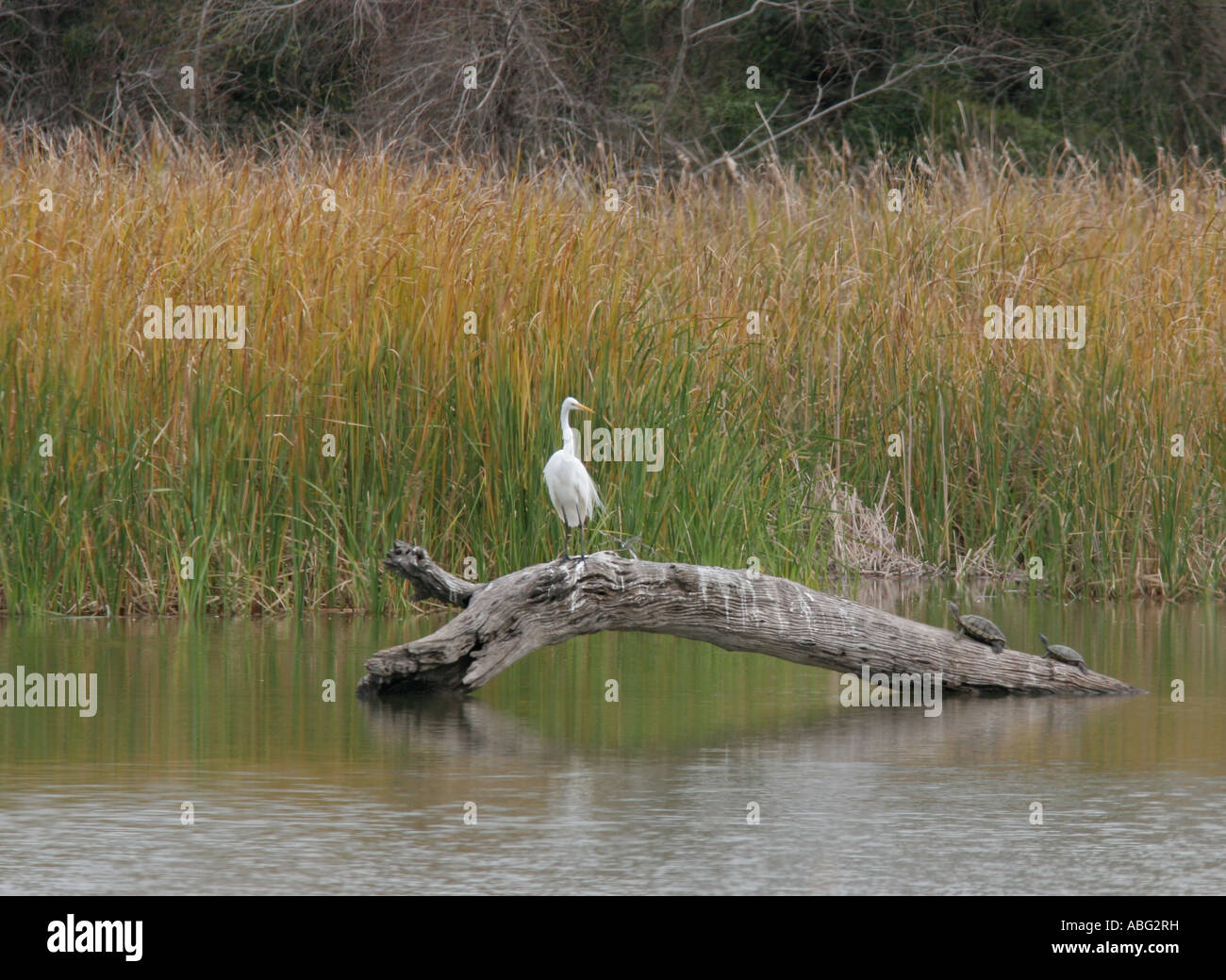 Great egret texas santa ana national wildlife refuge Stock Photo - Alamy