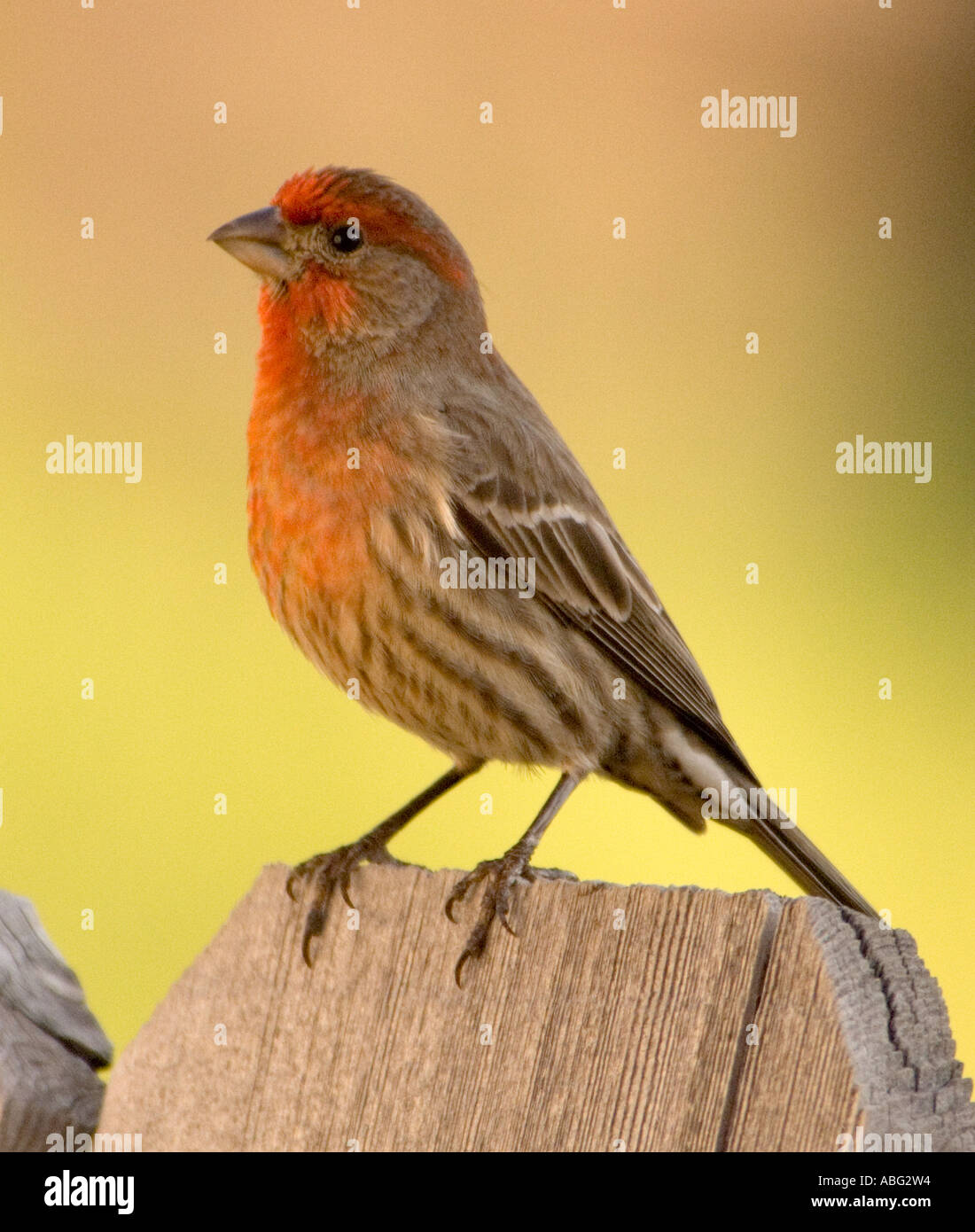 House Finch Carpodacus mexicanus Stock Photo - Alamy