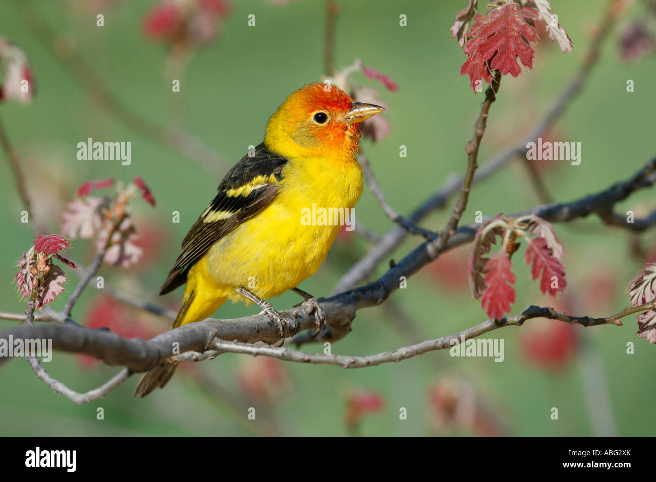 Tanager in oak hi-res stock photography and images - Alamy