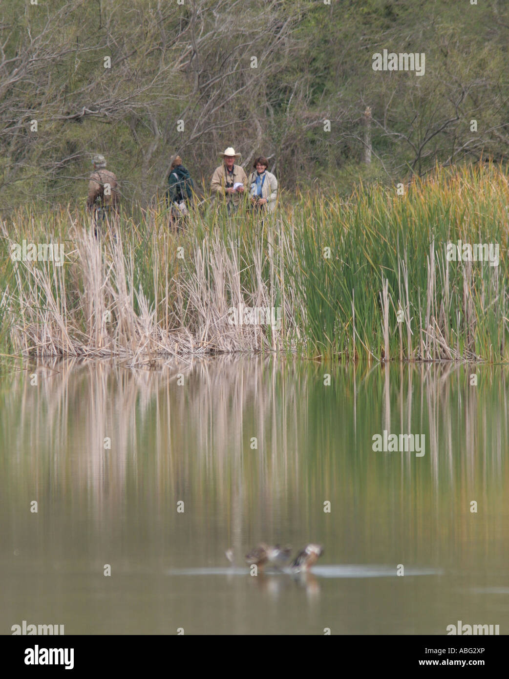 birdwatchers texas santa ana national wildlife Stock Photo - Alamy