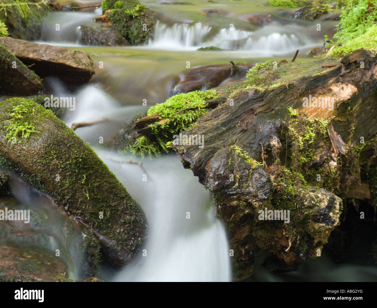 flowing mountain creek stream brook forest Western NC North Carolina ...