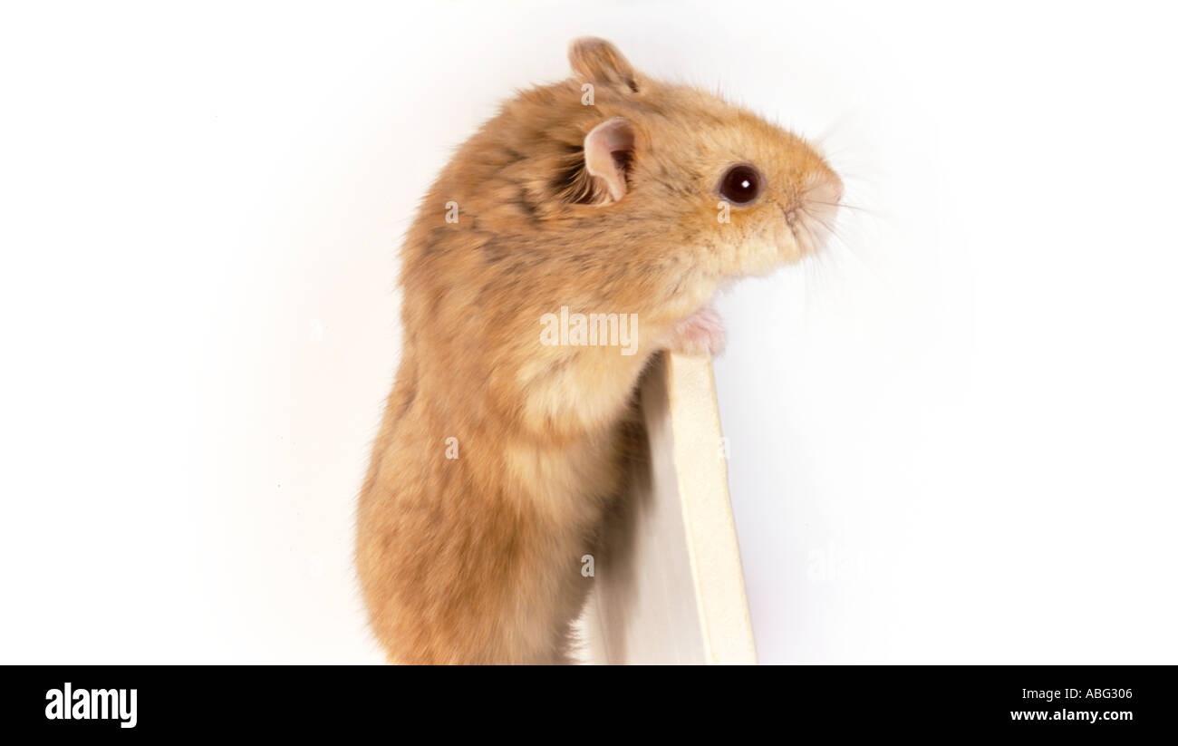 single one 1 CAMPBELLS HAMSTER on white is climbing up a wall Stock ...